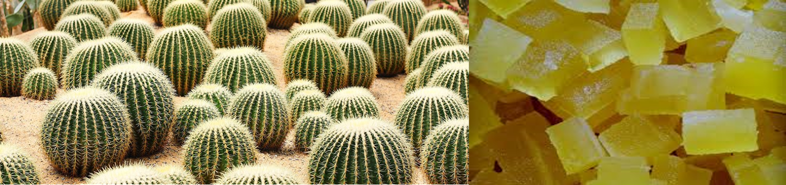 Bibi Tips : El Legendario Dulce Cubierto Mexicano de Biznaga Conocido ...