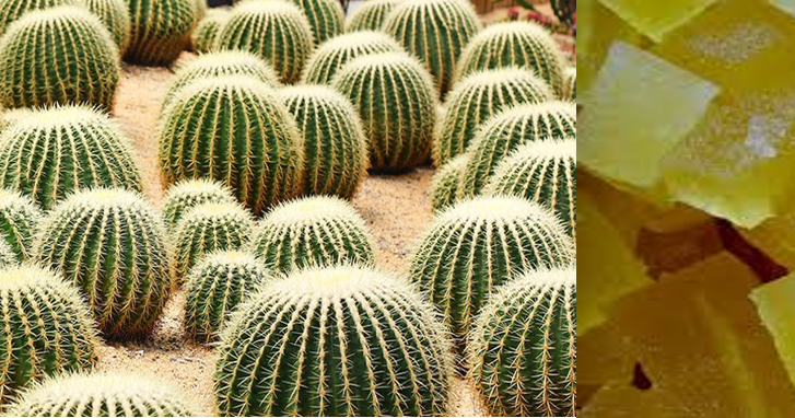 Bibi Tips : El Legendario Dulce Cubierto Mexicano de Biznaga Conocido ...