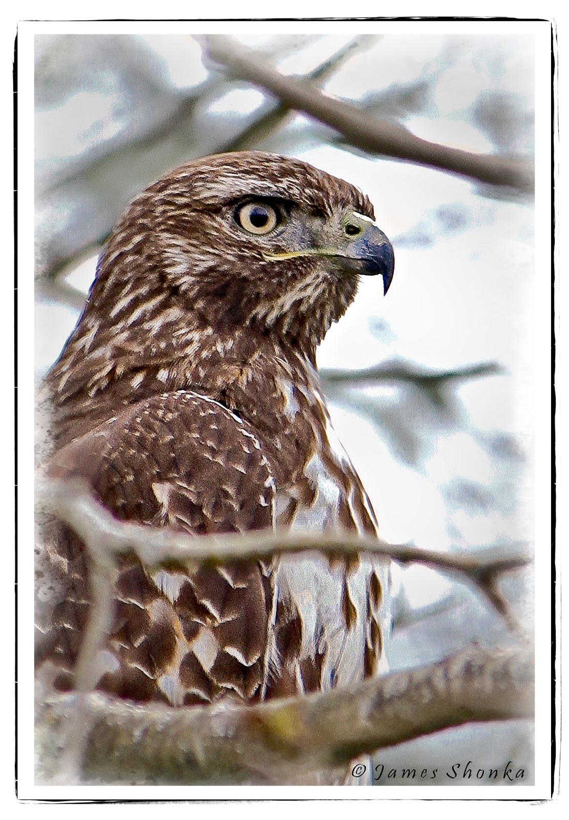 James Shonka Photo Blog: Young Red Tailed Hawk