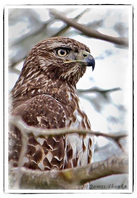 James Shonka Photo Blog: Young Red Tailed Hawk
