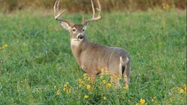 Aprendo con las ciencias: Tema 5