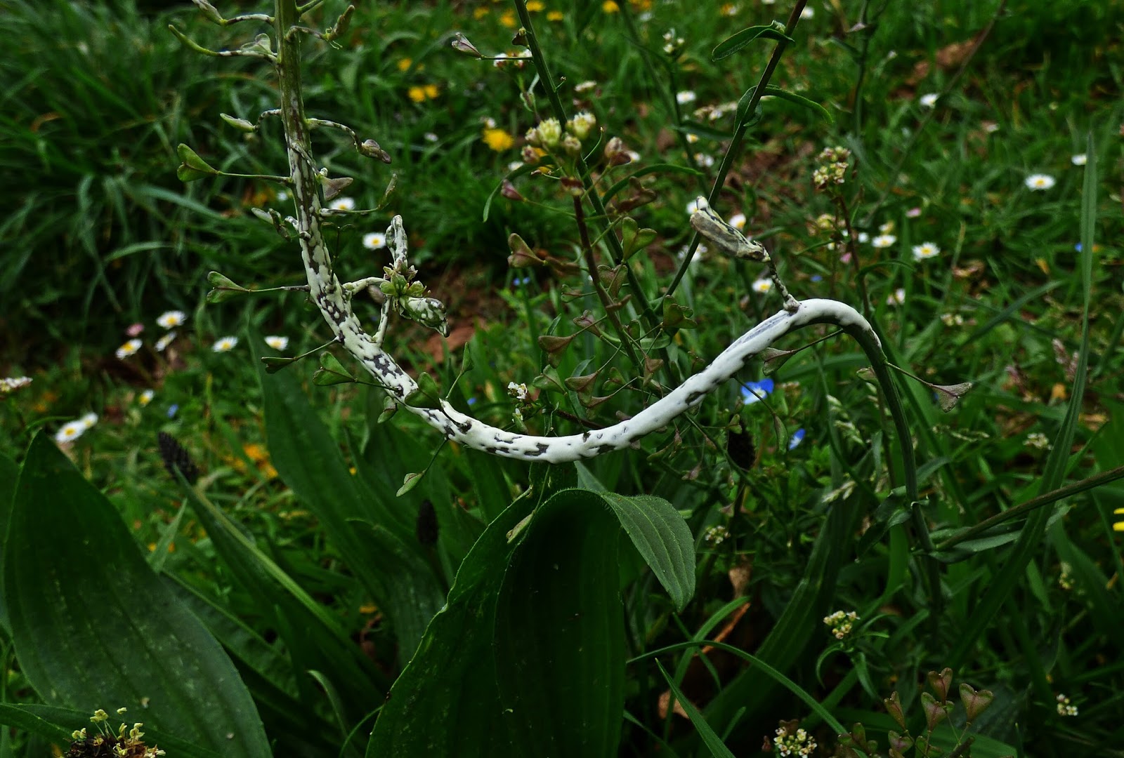 Setas y Hongos de Tineo : ALBUGO CANDIDA (Pers.) Roussel