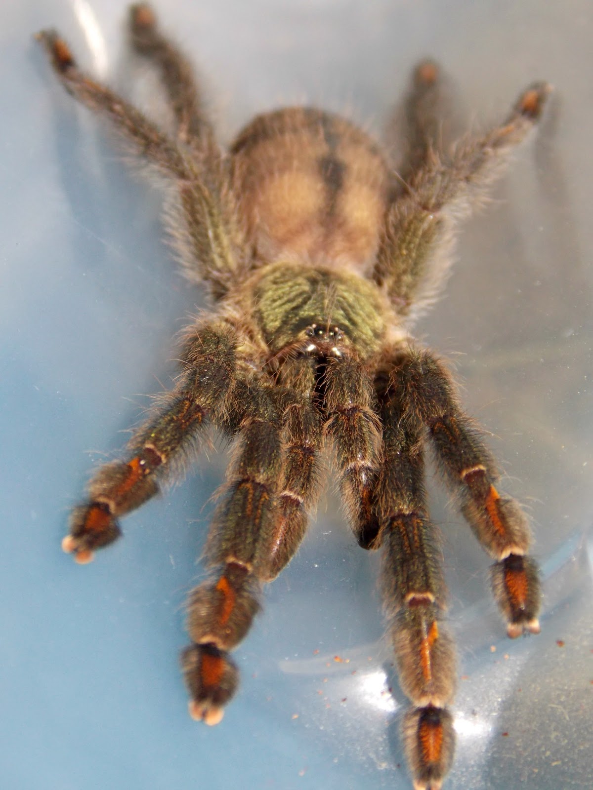 Adventures in the Real World: Spotlight: Psalmopoeus cambridgei