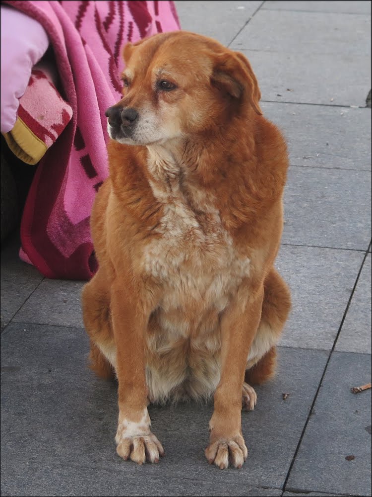 The Adventures of C. M. Kosemen: A Dog with Two Noses