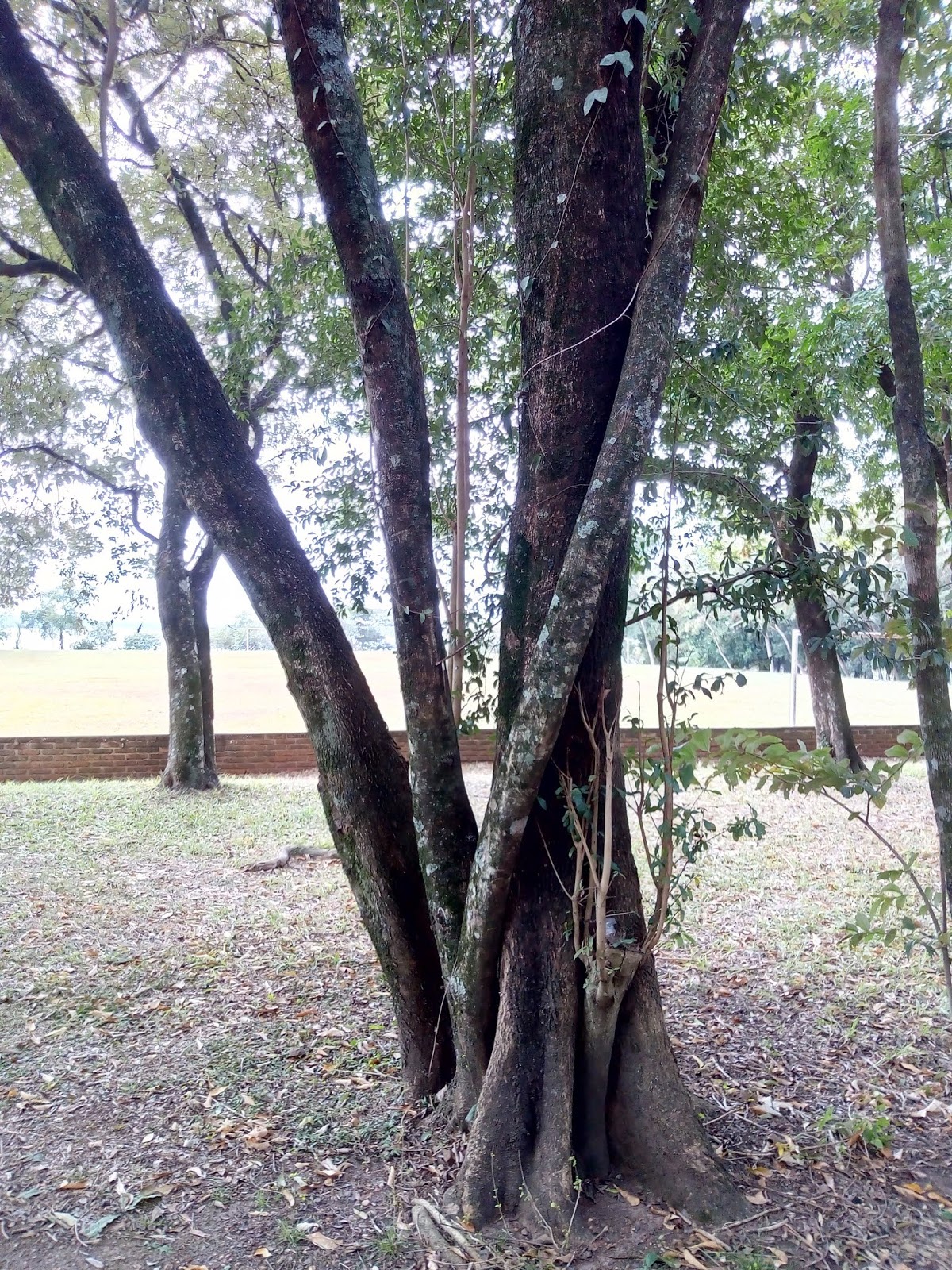 Guayubira (Cordia Americana)