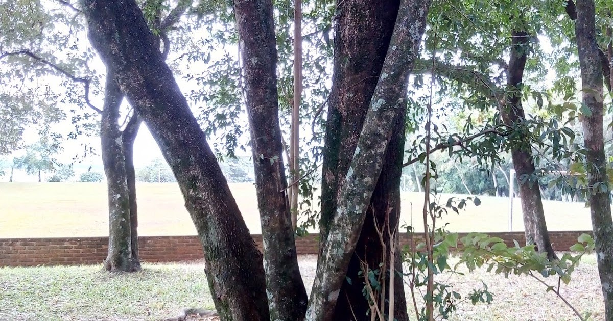 Guayubira (Cordia Americana)