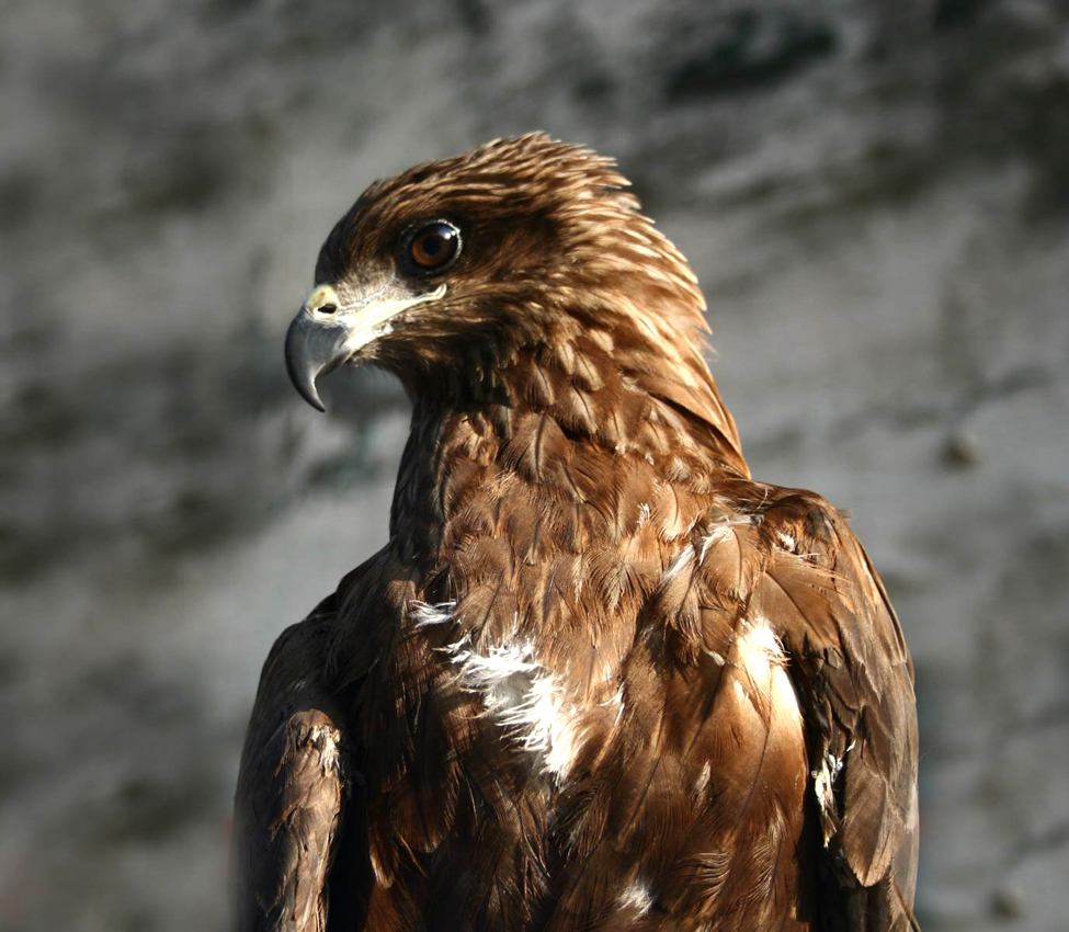 Macfaen: El Aguila "La Parábola de la Renovación"