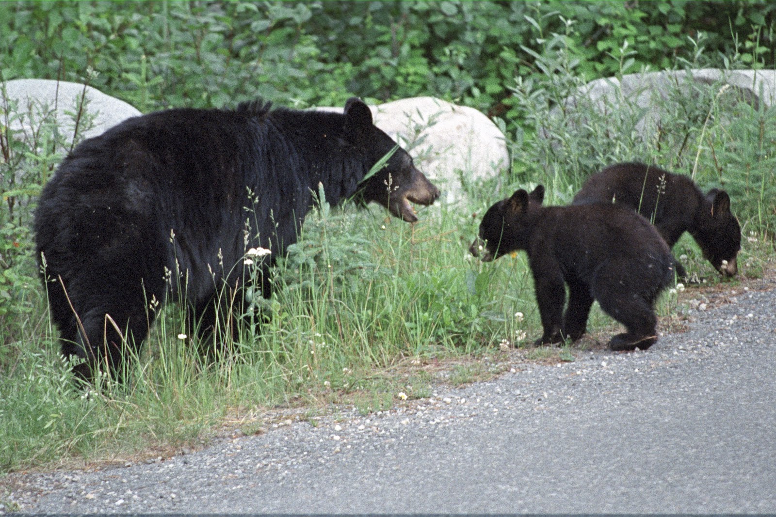 The Azure Gate: A Big Thank You!!