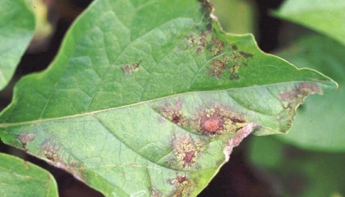 ¿Qué es Quilo de Ciencia?: La patata, Kennedy y el genoma del mildiu