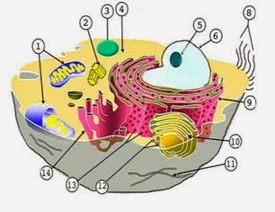 Bagian-bagian Sel dan Fungsinya: BAGIAN-BAGIAN SEL DAN FUNGSI SEL