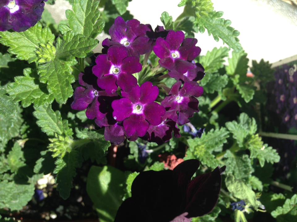 Goth Gardening ^o^: ... solitary goths- people and plants...