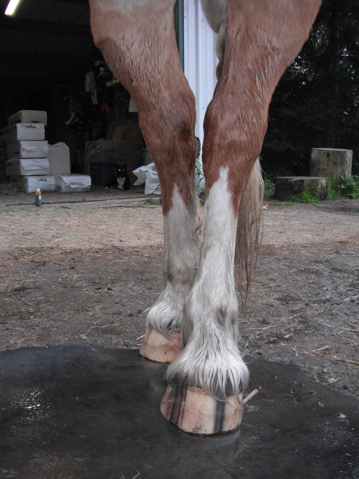 Jackson Hill Horsey Girl: April 2013