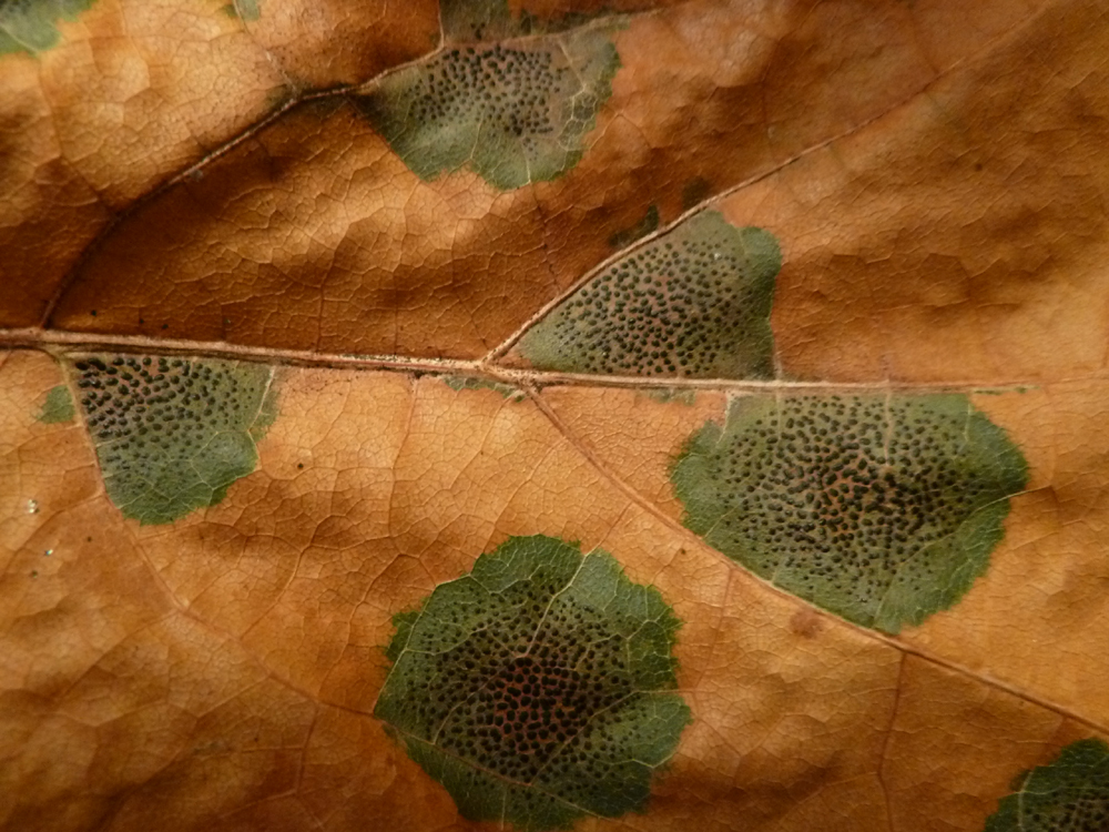 Terry Taylor's Ecology Notes: Farming Fungus
