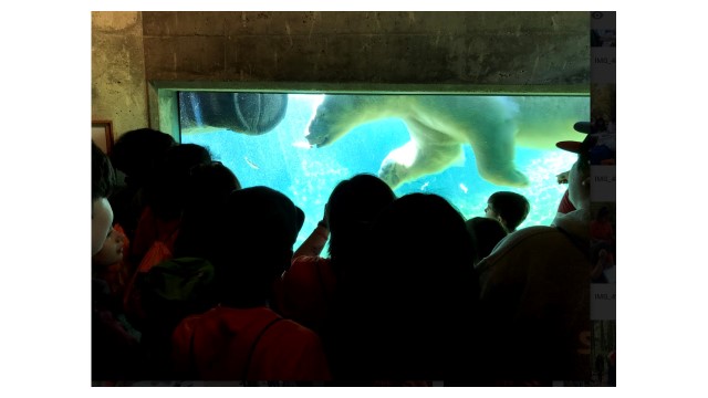 The ZooCrew Zoo: Middle School Youth Dive Into Exhibit Design