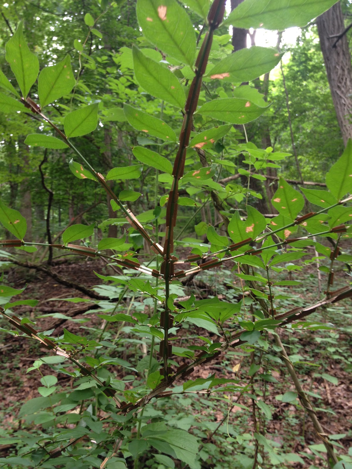 PHILLY TREES: THE PHILADEPHIA UNDERSTORY