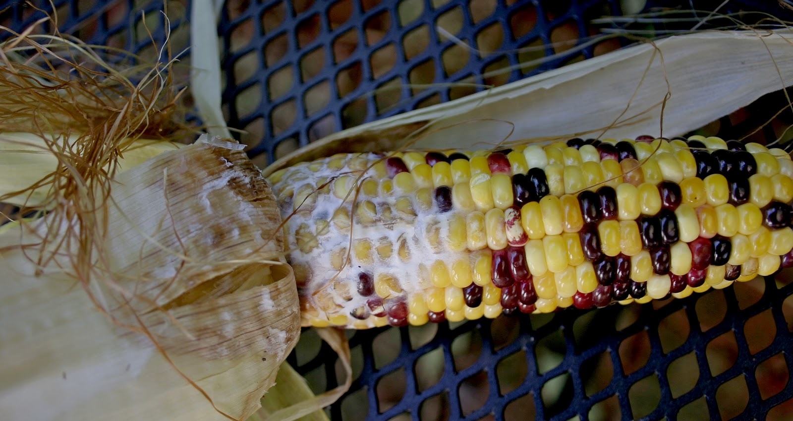 Inside My Secret Garden...Day-to-Day Living at Cairnwood Cottage: Popcorn!
