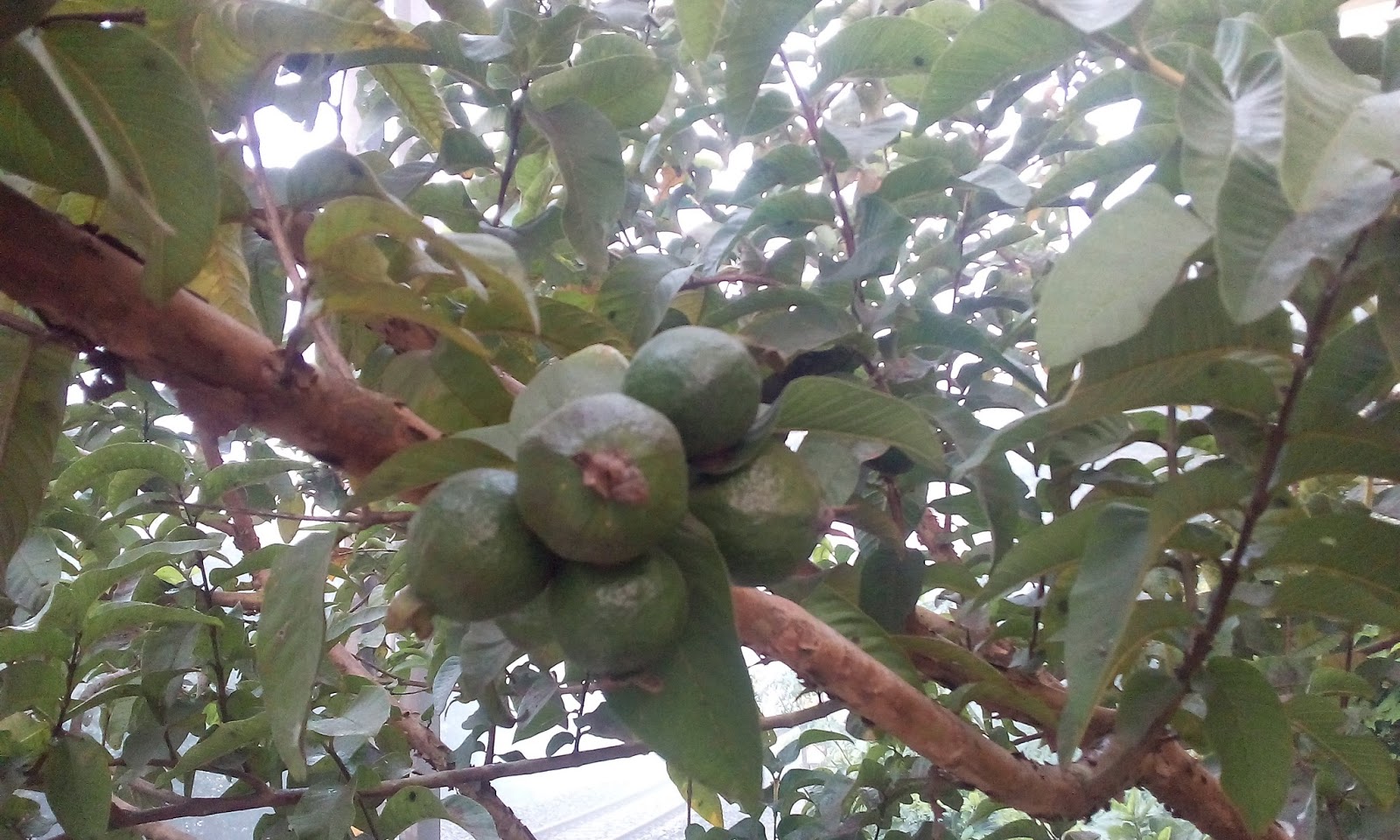 Guava Tree capture by Swadesh Kumar Gayen