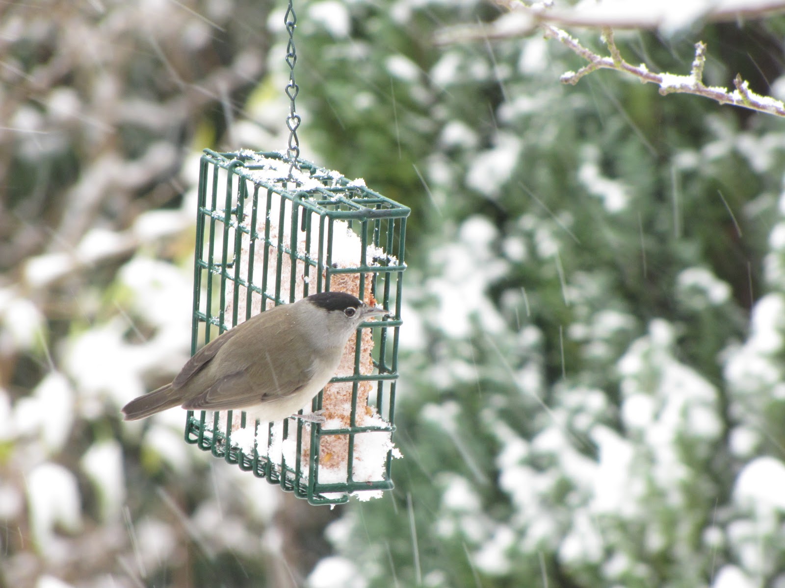 PicturesPool: Beautiful Birds in Winter Wallpapers