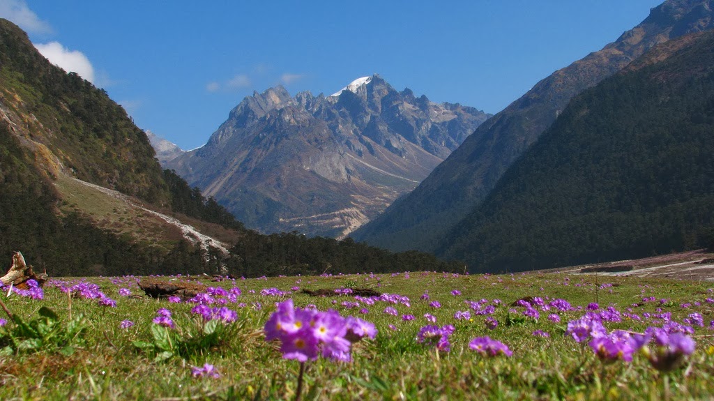 INDIA ON WHEELS - A trip for pleasure!: The Famous Yumthang Valley