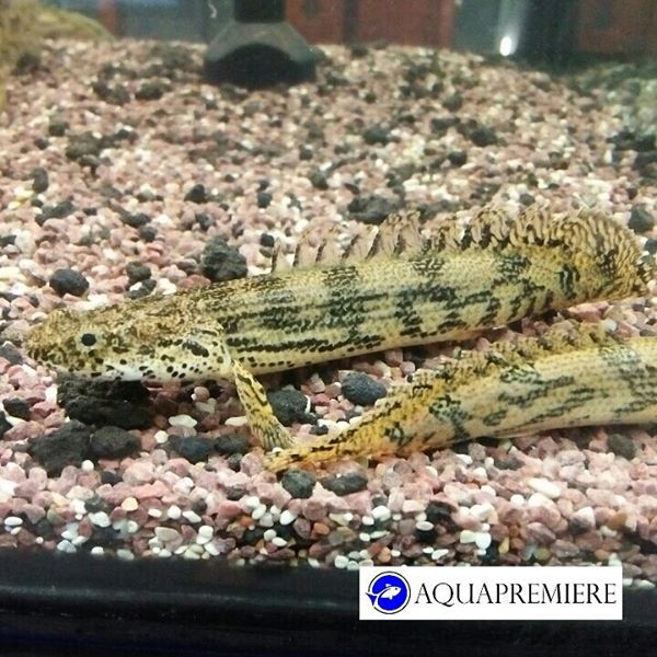 Polypterus Endlicherri x Ansorgii ~ Aqua Premiere