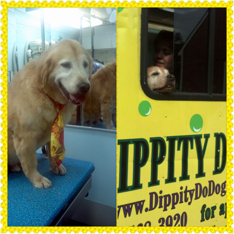 The Teacher's Pets: Introducing 'Dippity Do Dog Mobile Pet Spa' - Cause ...