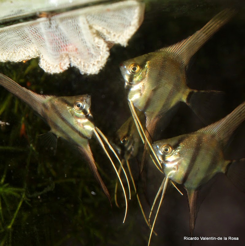 Ricardo's Blog, : Angelfish, Peruvian "altum", two weeks after they ...