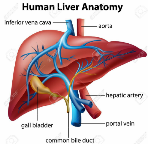 Anatomi dan Fungsi Hati sebagai Alat Ekskresi dan Kelainan-kelainan ...