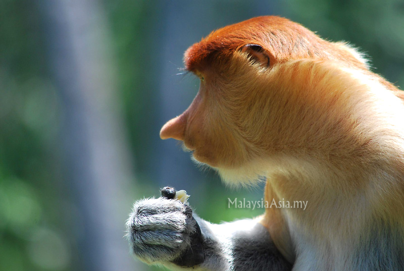 Proboscis Monkey Pictures from Sabah Borneo