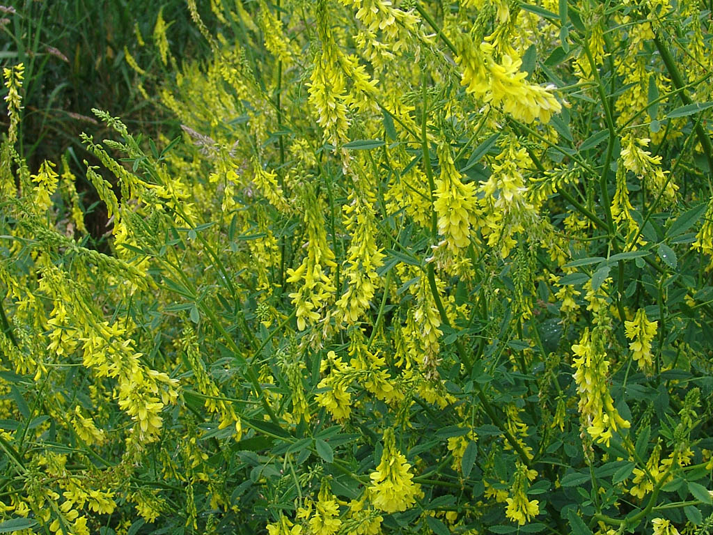 Compendio de plantas medicinais: Melilotus officinalis