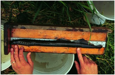 The Dish on Fish: Lamprey Ladder Tours