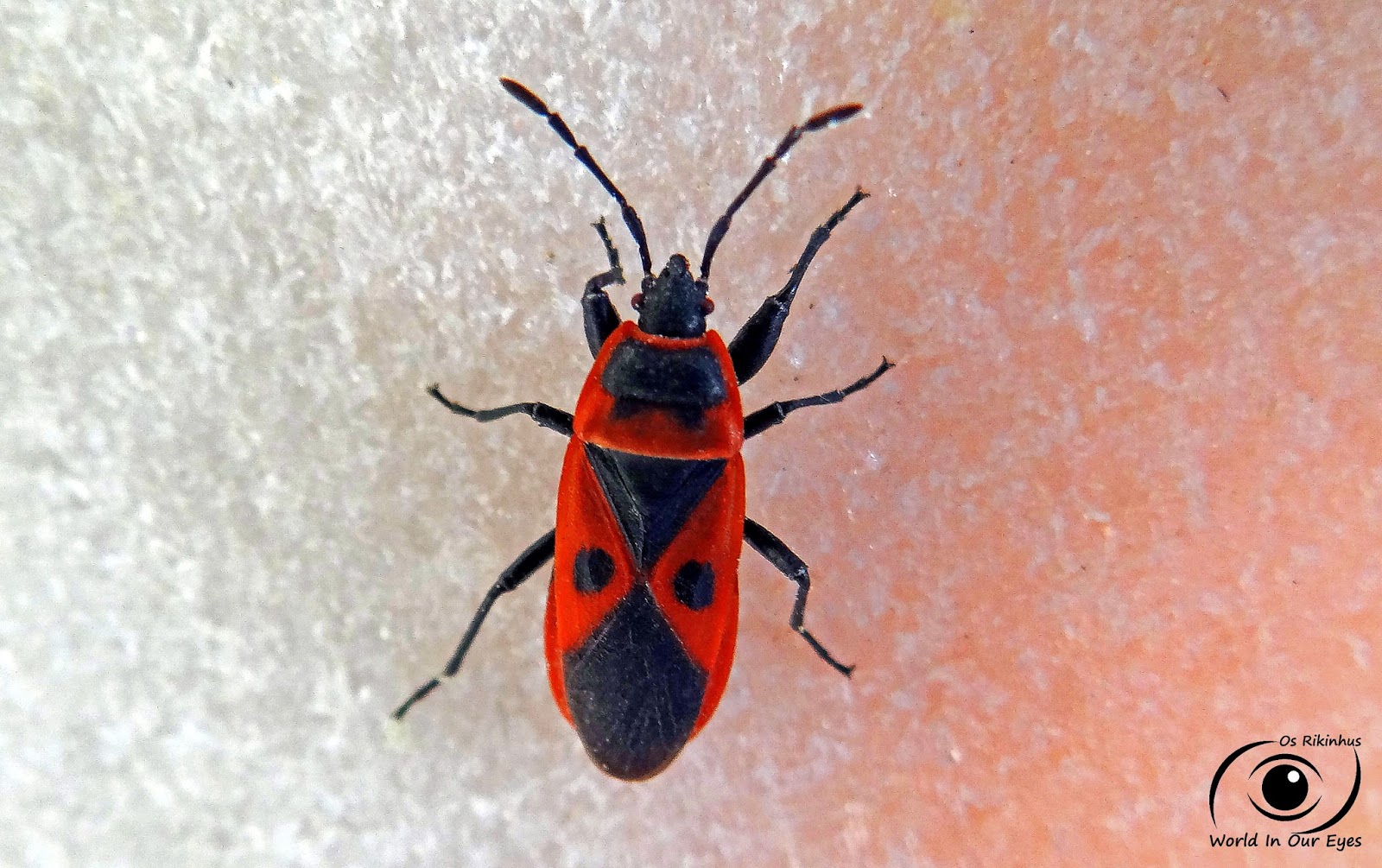 Os Rikinhus: Familia "Pyrrhocoridae"