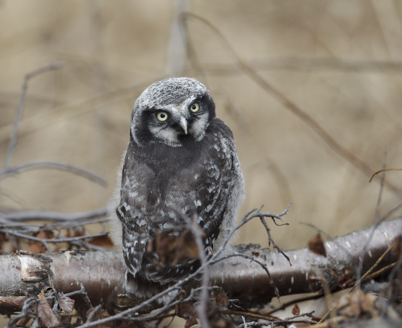 pewit: baby Hawk Owls