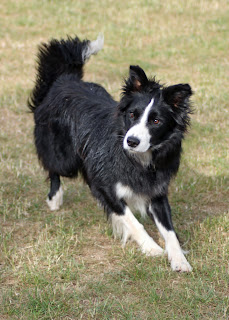 Devongem Border Collies