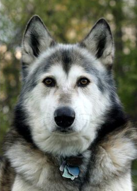 Spend Like A King: Celebrity Pets - Kristen Stewart’s Wolf Dog Named Jack