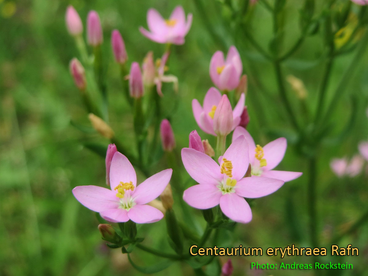 Medicinal Plants: Centaurium erythraea, centaury, Marktusindgylden ...