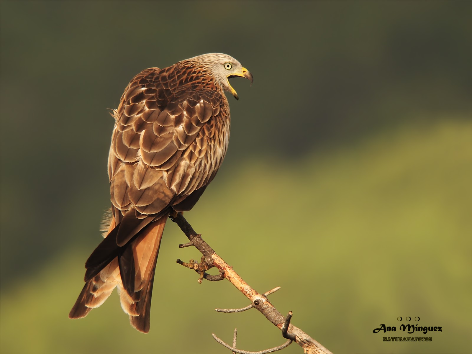NATURANAFOTOS: Milano real/ Red Kite