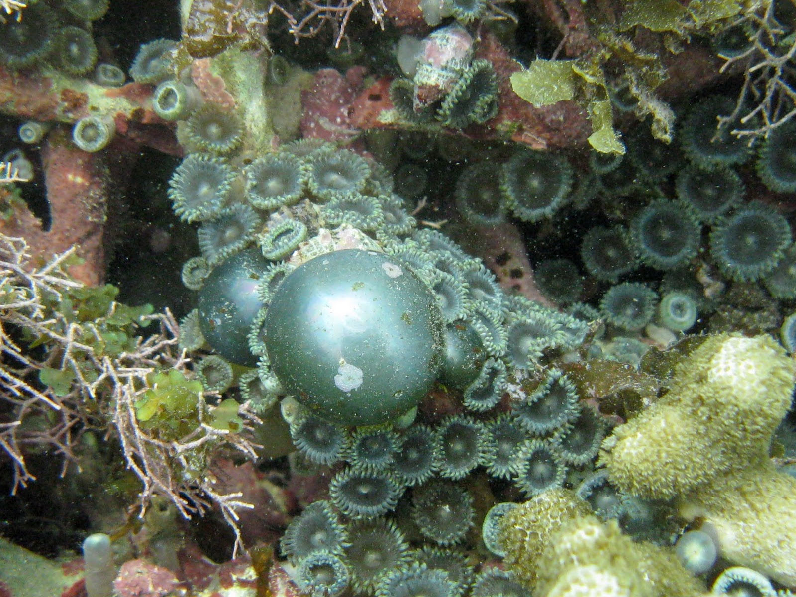 Olho-de-marujo - Ventricaria ventricosa