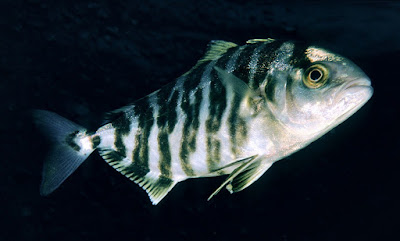 Maredolce: LA RICCIOLA FASCIATA