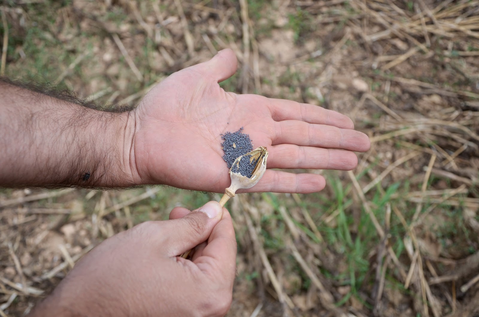 Harvesting opium poppy