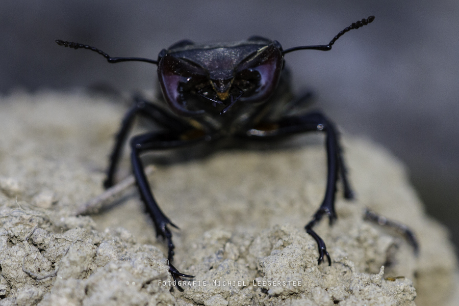 Belevingsfotografie: Vliegend Hert (Lucanus cervus)