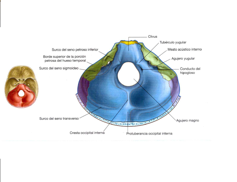 Fosas craneanas: Orificios de la fosa posterior del cráneo