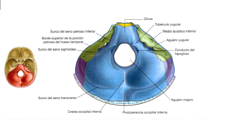 Fosas craneanas: Orificios de la fosa posterior del cráneo