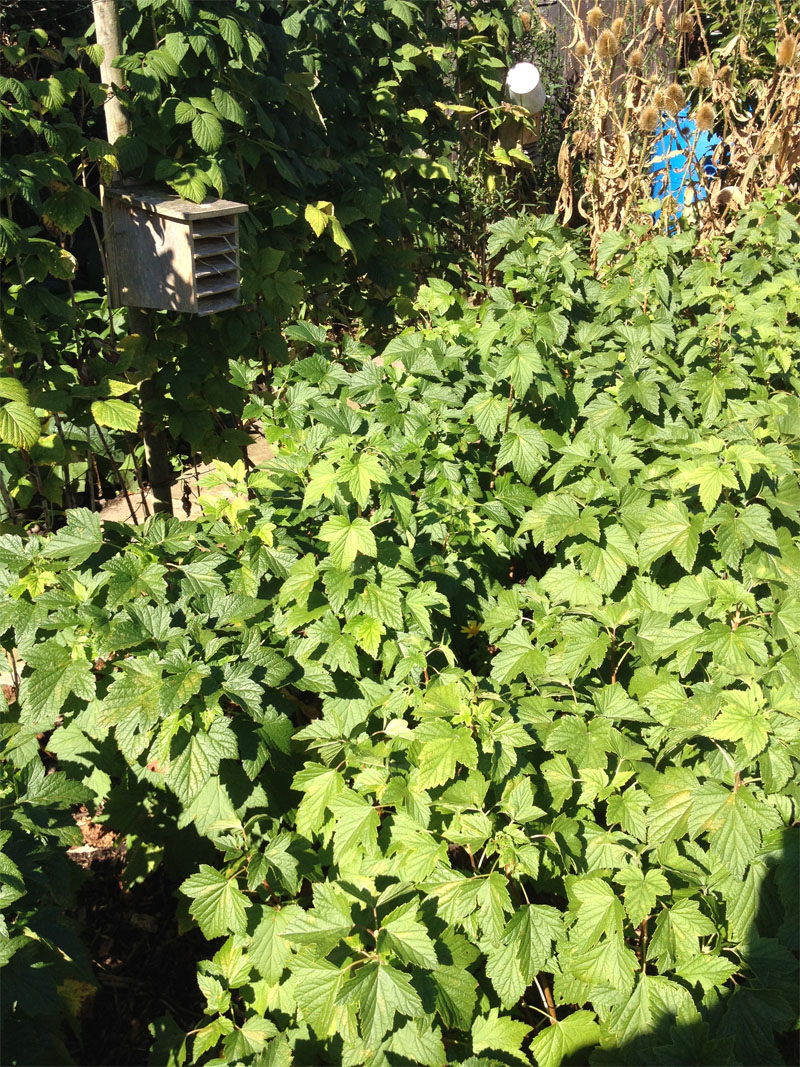 Allotment Garden: August 2016