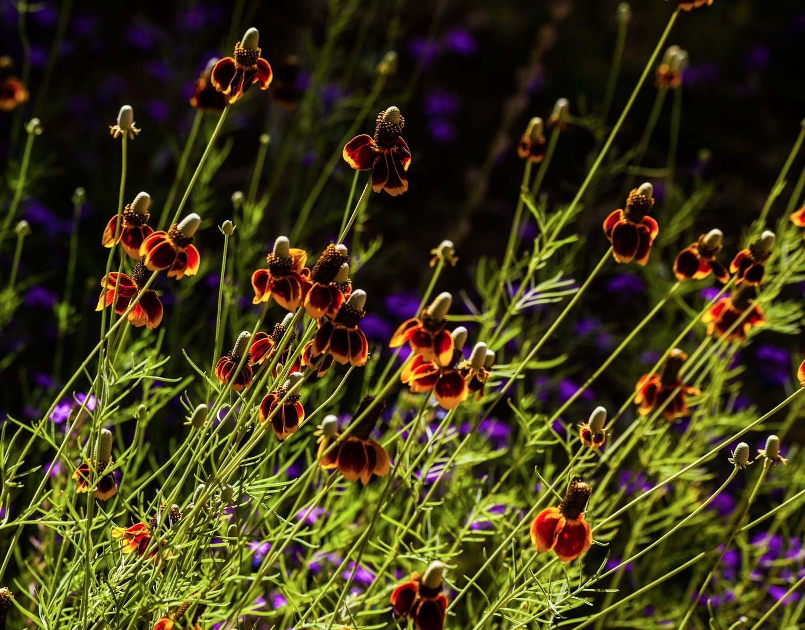 Walking Arizona: Spring Wildflowers