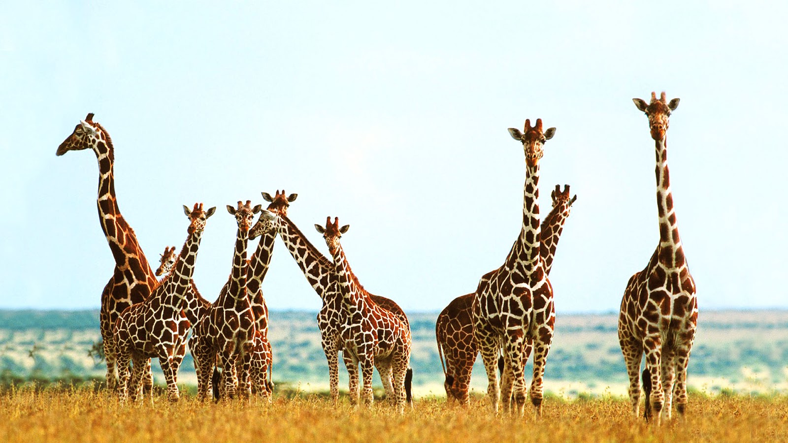 Giraffe Wallpapers | Animals Library