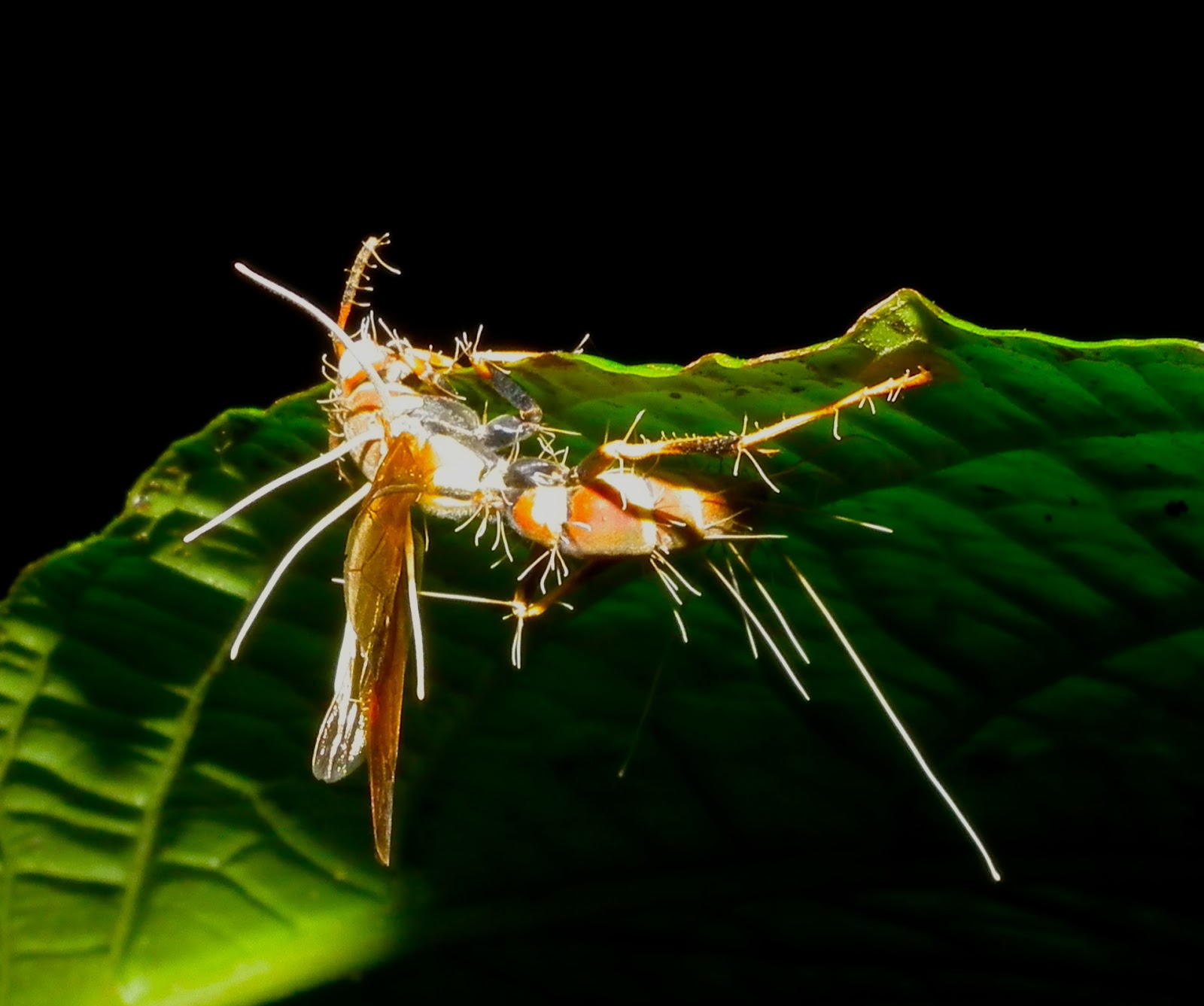 Central America: Fungal Death
