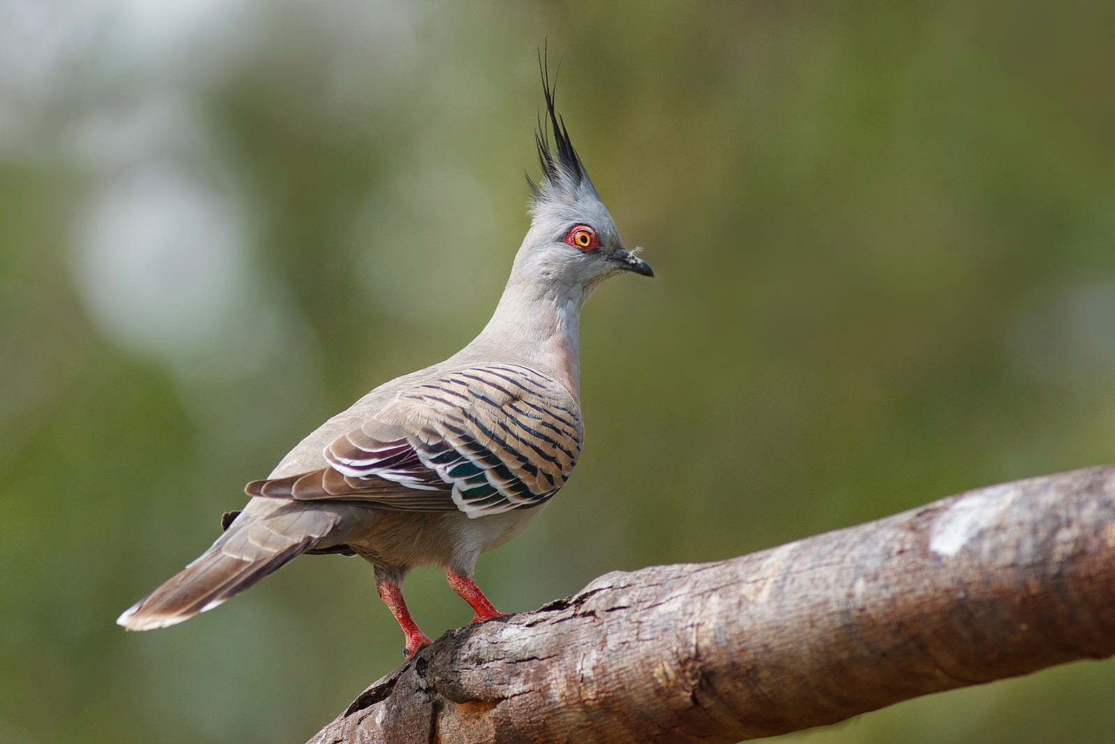 World of Pigeons and Doves: Crested Pigeon (Ocyphaps lophotes)