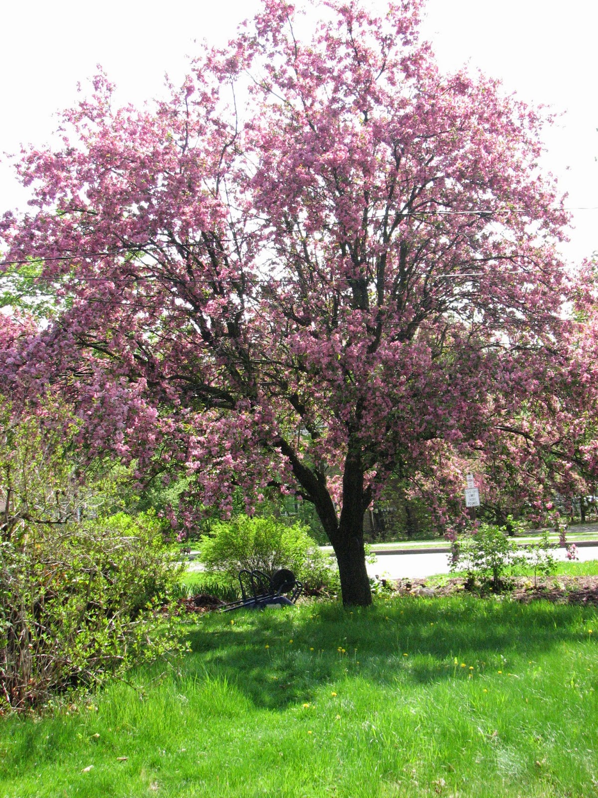 South Burlington, VT. photos Flowering Crab-apple Trees. | Litter with ...