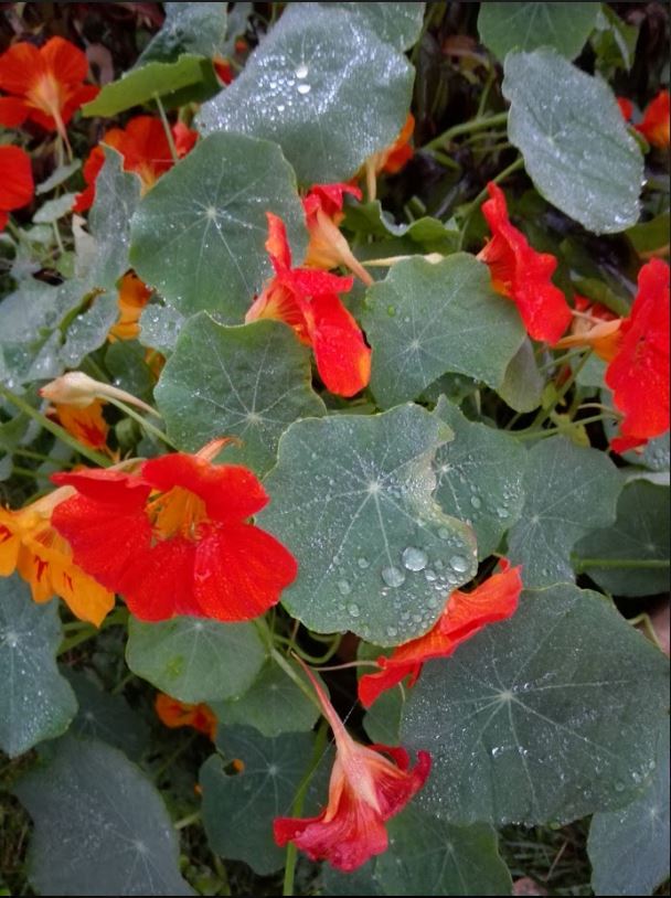 Matleenan perennapiha: 2017