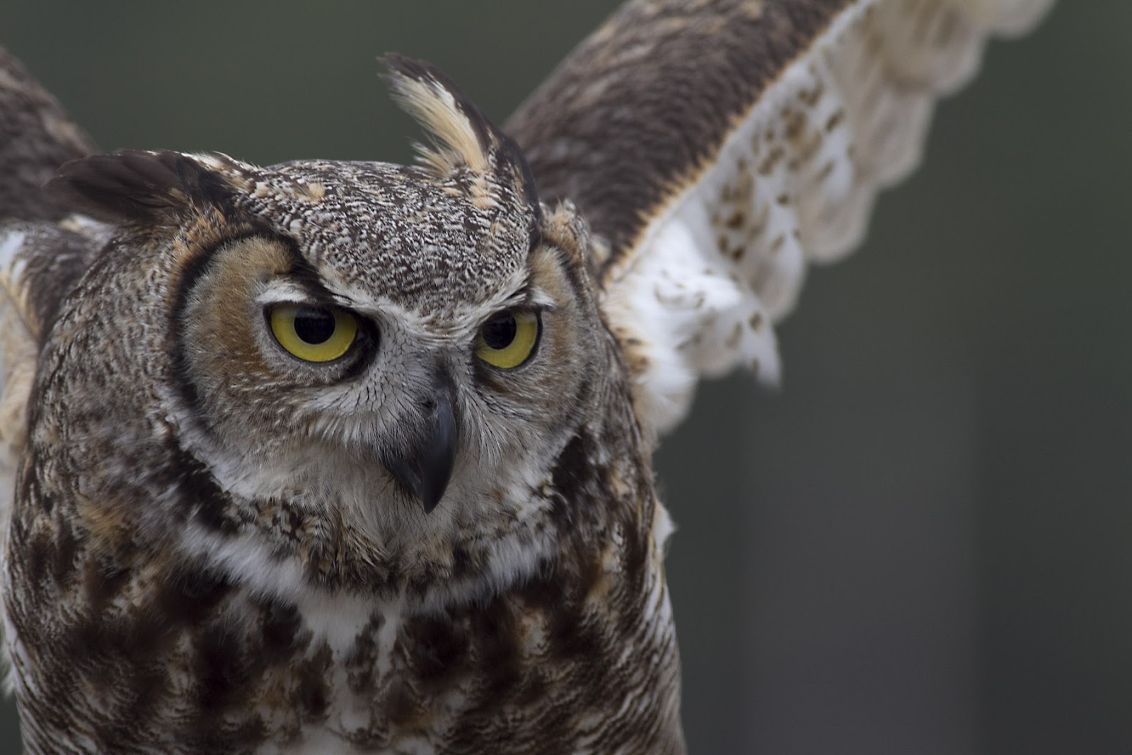 Ann Brokelman Photography: Great Horned Owl - CAPTIVE - Flight workshop
